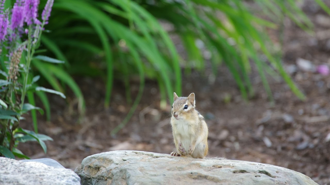 Pentax K-3 III 4K video sample #1
