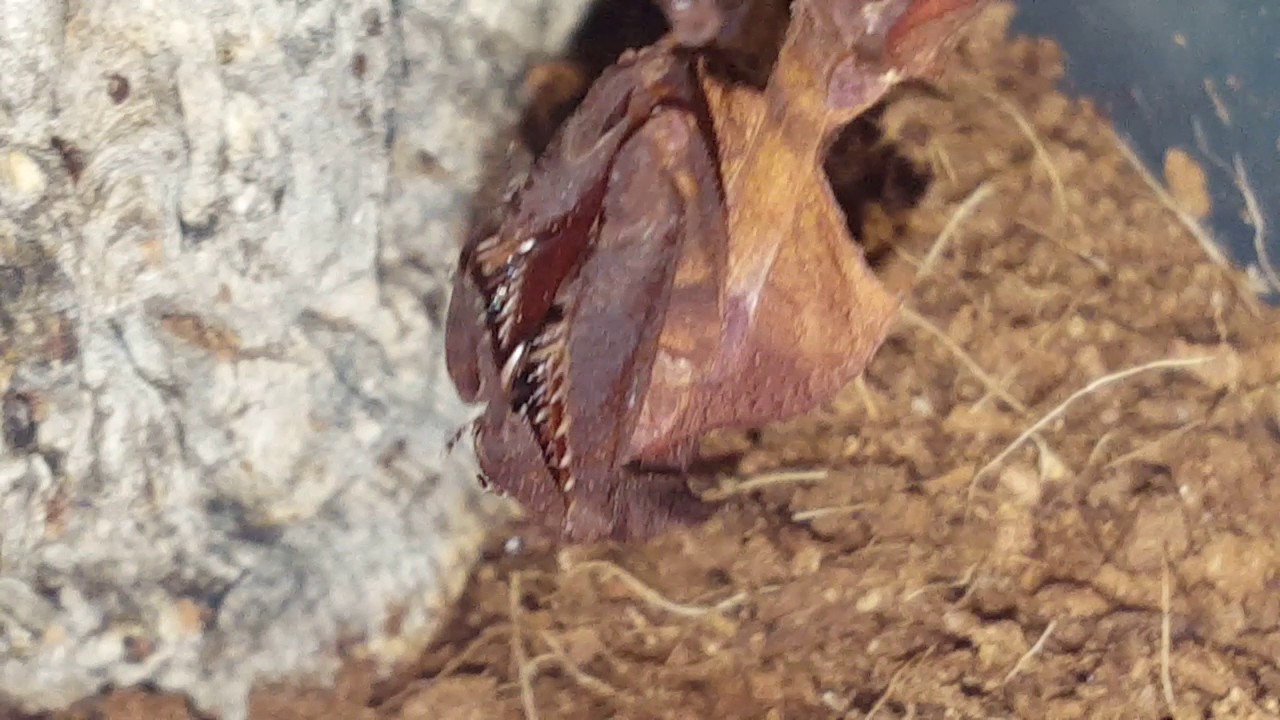 Phyllocrania Paradoxa (Ghost Mantis) Feeding - YouTube