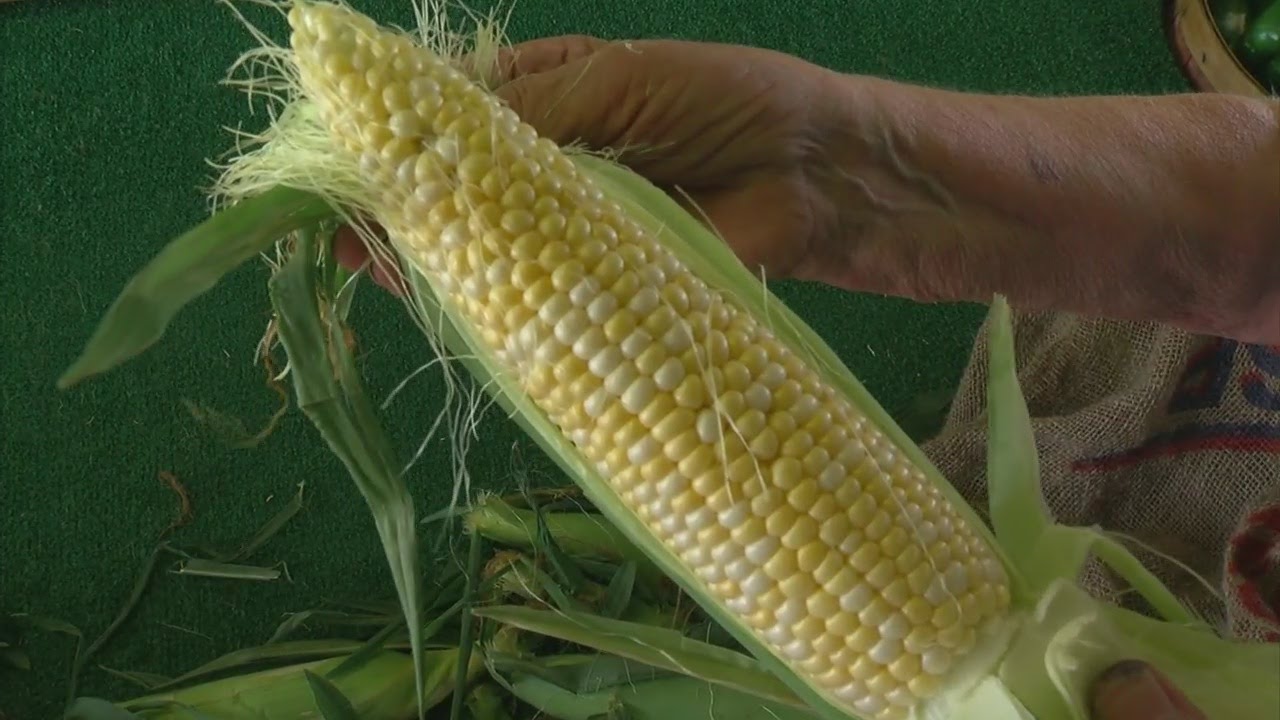 First Harvested Sweet Corn Expected To Sell Fast - YouTube