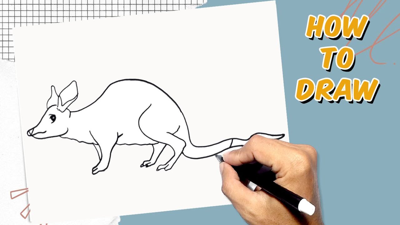 How to Draw a bilby - YouTube