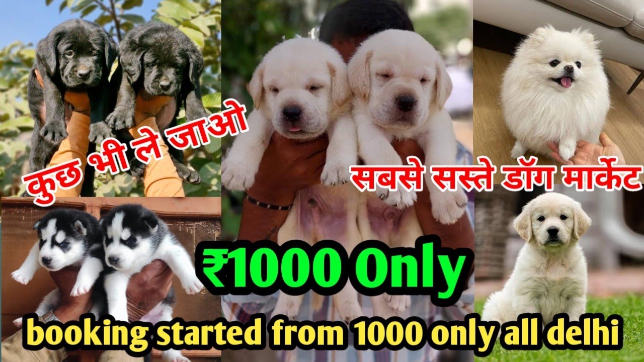 Cheapest Price Puppies Market | All Dogs Available For Sale | ₹599 ...