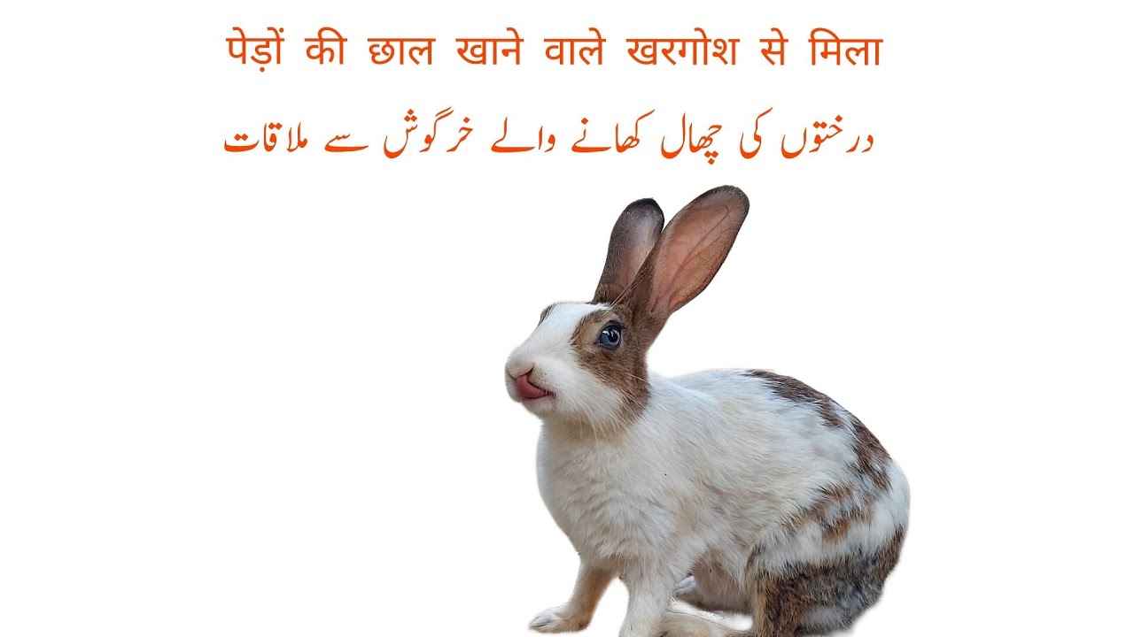 Meet the rabbit who eats bark of trees. - YouTube