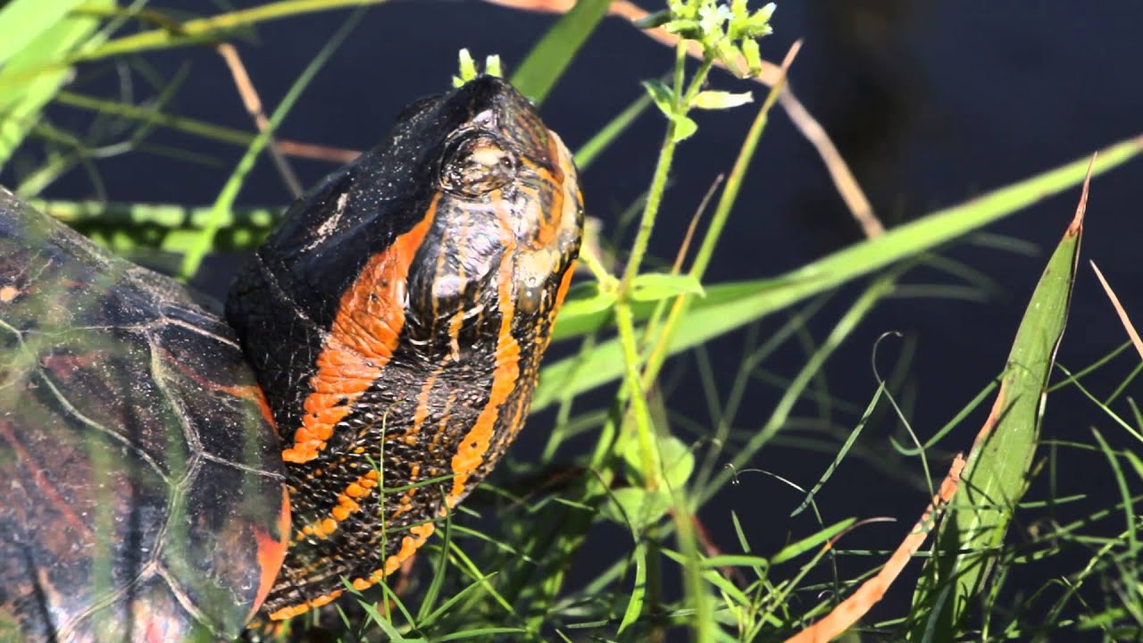 Tigre D'água ("Trachemys dorbigni") - Capão Seco - Rio Grande/RS - YouTube