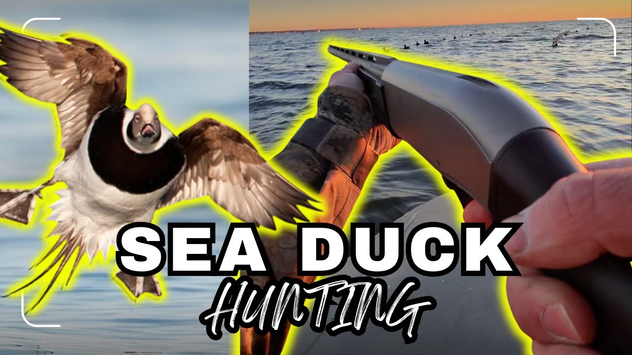 Epic Sea Duck Hunt | Layout Boat Chaos - YouTube