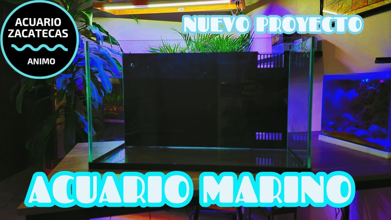 NUEVO PROYECTO ACUARIO MARINO CON BACK SUMP - YouTube