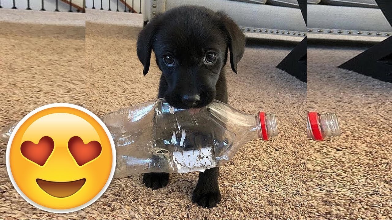 Cute and Funny Dog Moments Compilation 2019 - YouTube