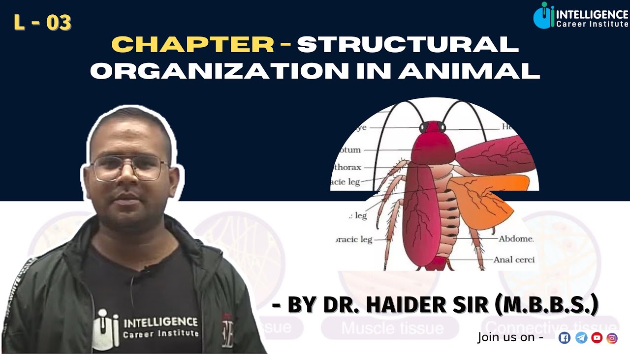 L3 Muscle Tissue & Neural Tissue | Structural Organisation in Animal ...