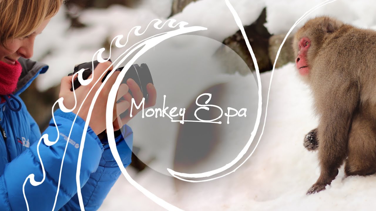 Super cute Japanese snow monkey spa! - YouTube