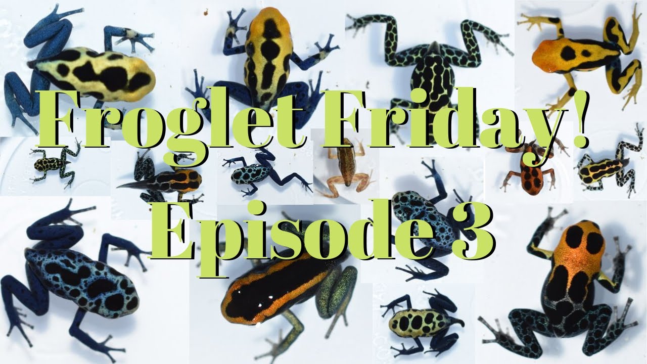 Froglet Friday! Episode 3 - YouTube