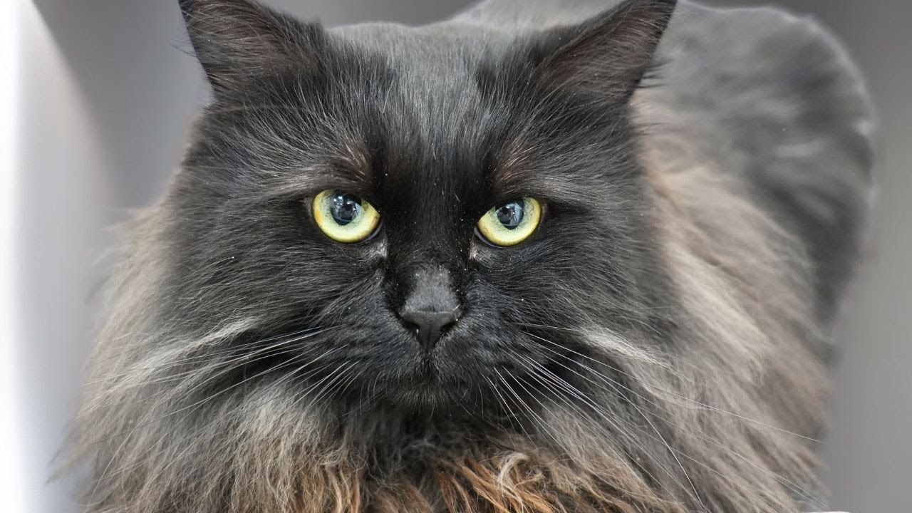 A strikingly beautiful Siberian Forest Void Cat - YouTube