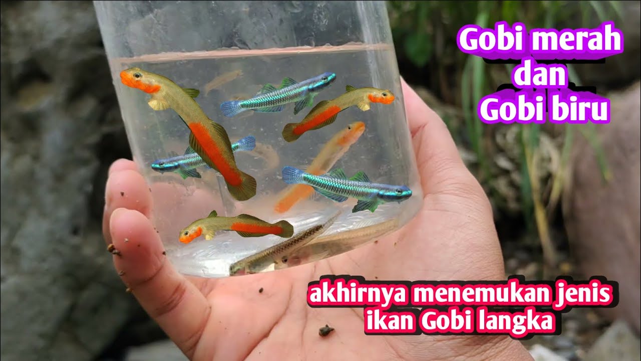 BERUNTUNG ⁉️ MENEMUKAN JENIS IKAN BARU PERTAMA AKU DAPAT DI LEMBAH ...