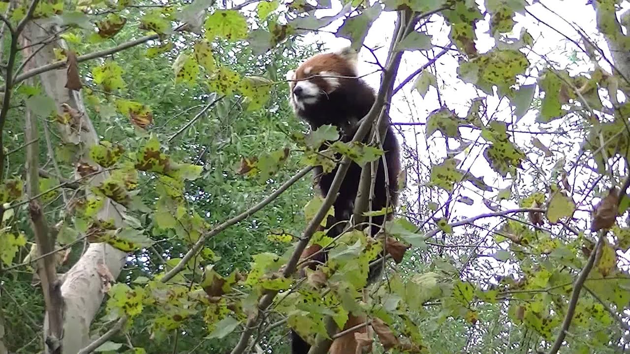 Red Panda Myths - YouTube