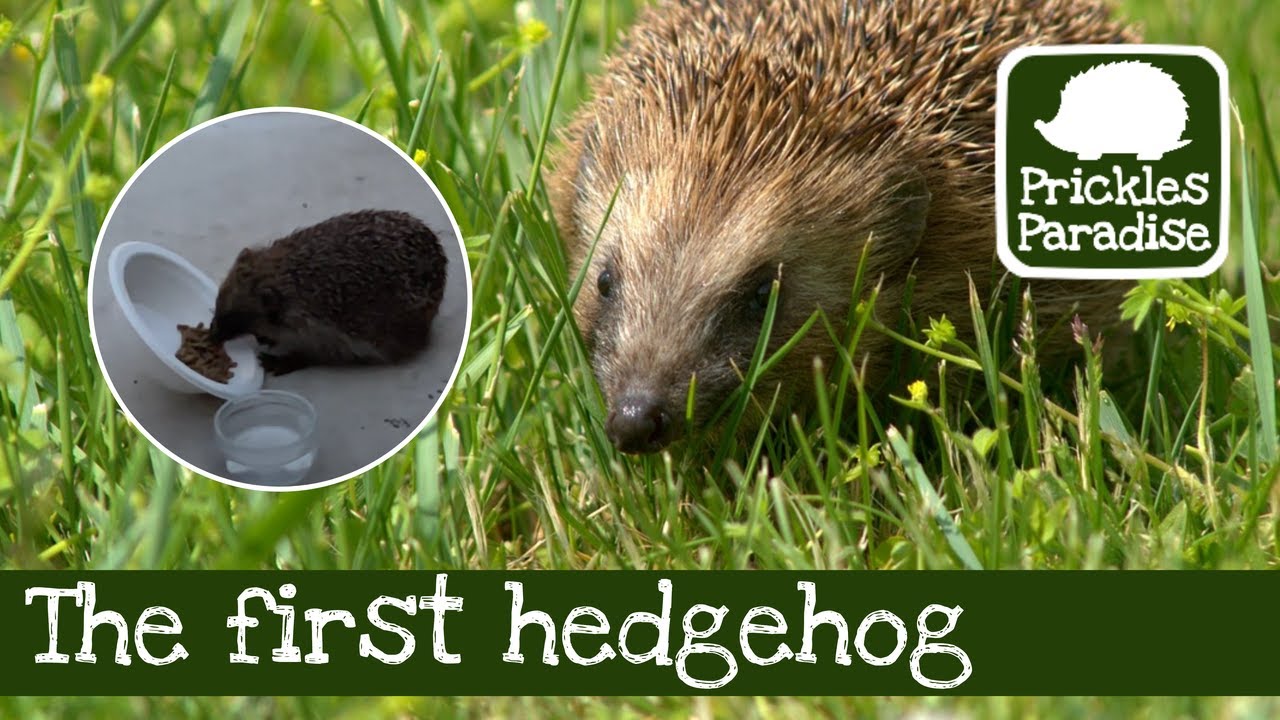 First hedgehog visitor - YouTube