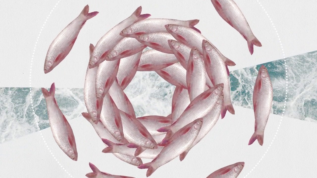 "Eggs" by Vikram Ramakrishnan (Flash Fiction) - YouTube