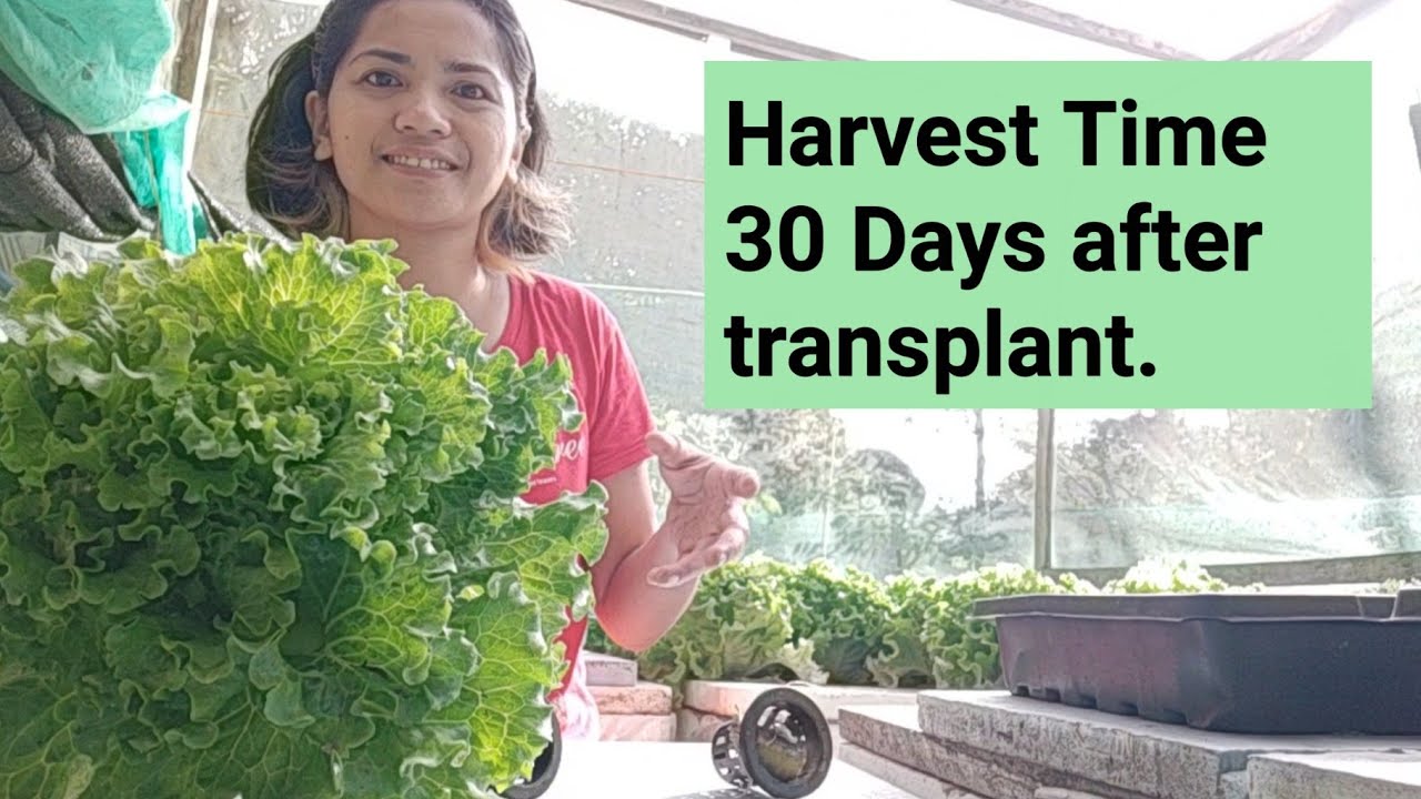 April 1, 2023. Harvest time. 30 Days after transplant Olmetie lettuce ...