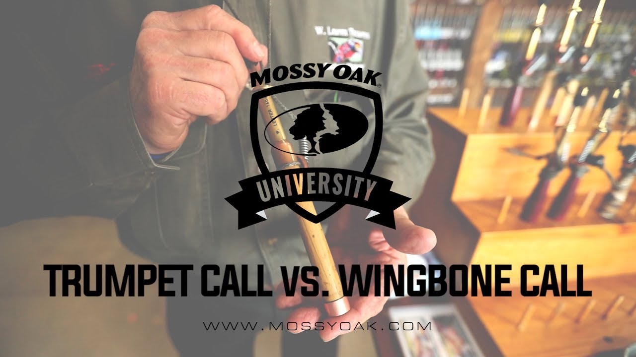 Trumpet Call vs. Wing Bone Call - YouTube