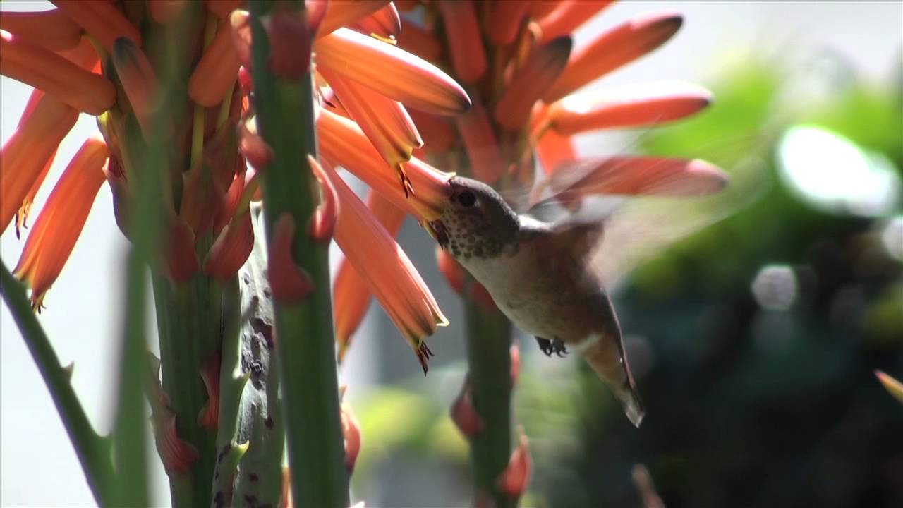 Epic Hummingbird - YouTube