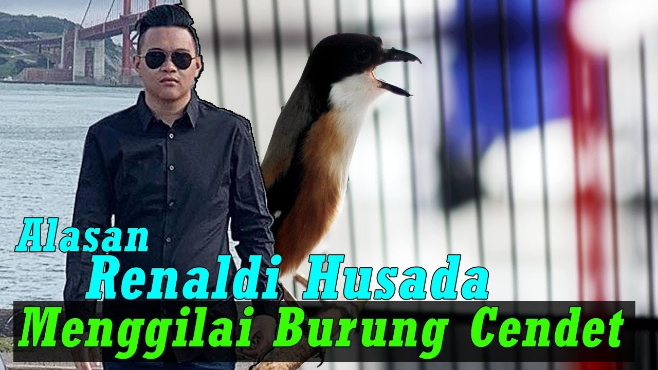 Hobi Burung - Ini Alasan Renaldi Husada Menggilai Burung Cendet - YouTube