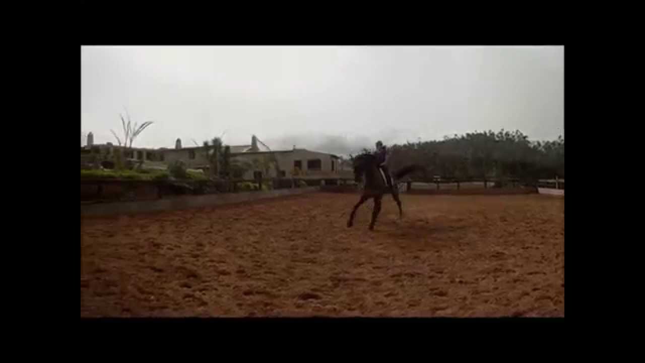 Adriana Donate - Royal Reverence - YouTube