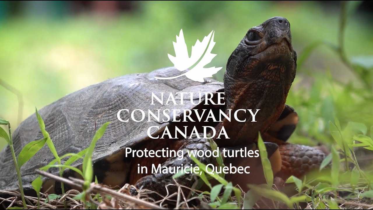 NCC is protecting wood turtles in Mauricie, Quebec (full version) - YouTube