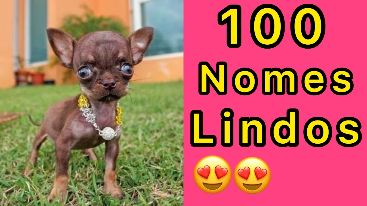 Nomes Para Cadelas Pinscher - RETOEDU