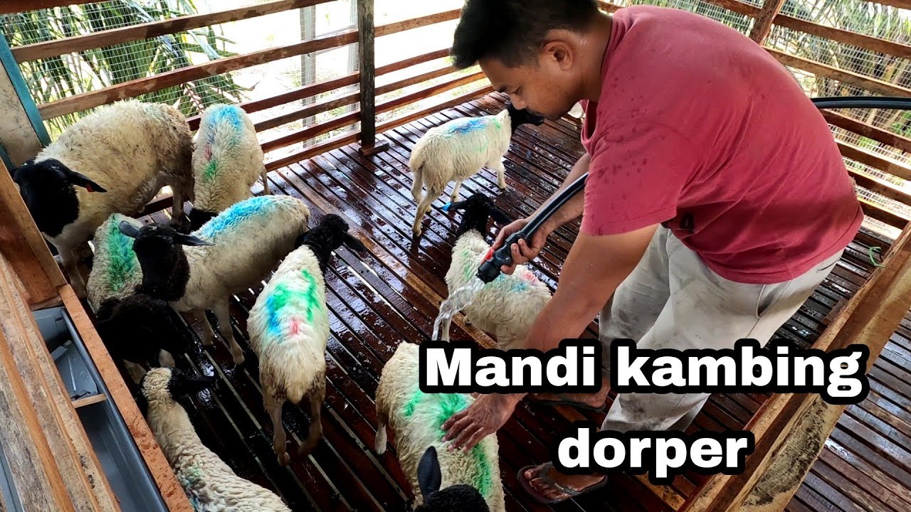 Permulaan seorang peternak kambing/doper black head - YouTube