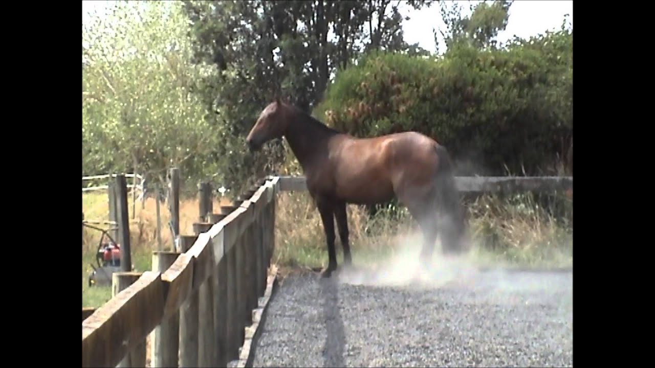 Fernandina Movie - YouTube