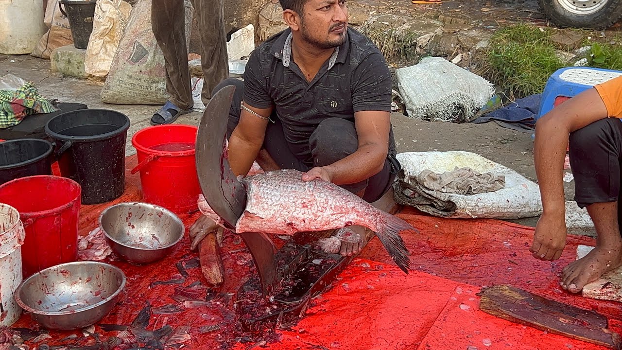 amazing big katol fish#fishingvideo #bdfishcutting #fishing # ...