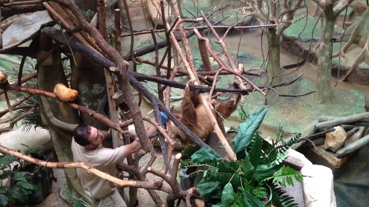 Sloth feeding at Brookfield Zoo - YouTube