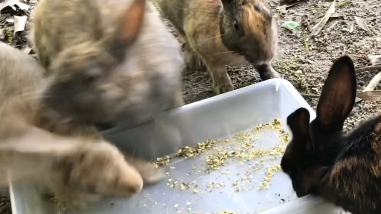 Shocking scene | The rabbit got very angry! - YouTube