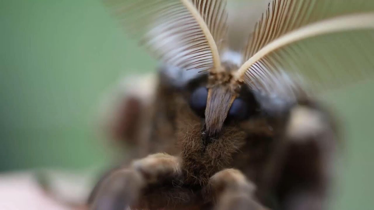 A Short Version of the Polyphemus Moth Life Cycle - YouTube
