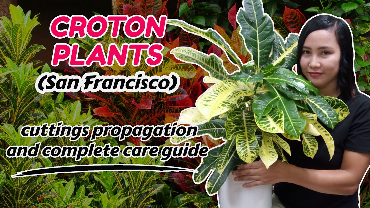 Croton Plants easy propagation & care guide for beginners | San ...