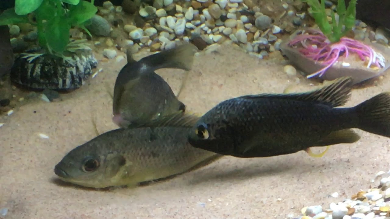 Chambo Spawning - YouTube