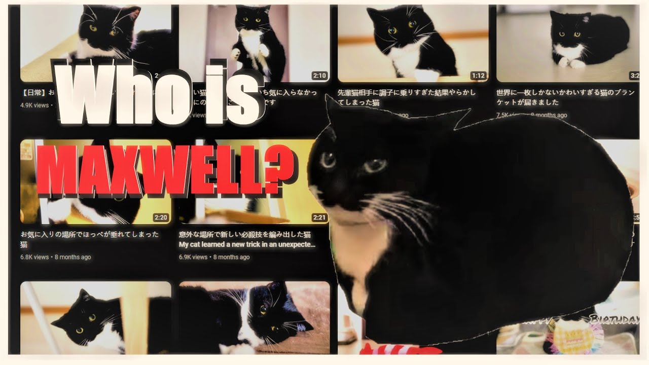 Solving the mystery of Maxwell the Cat - YouTube