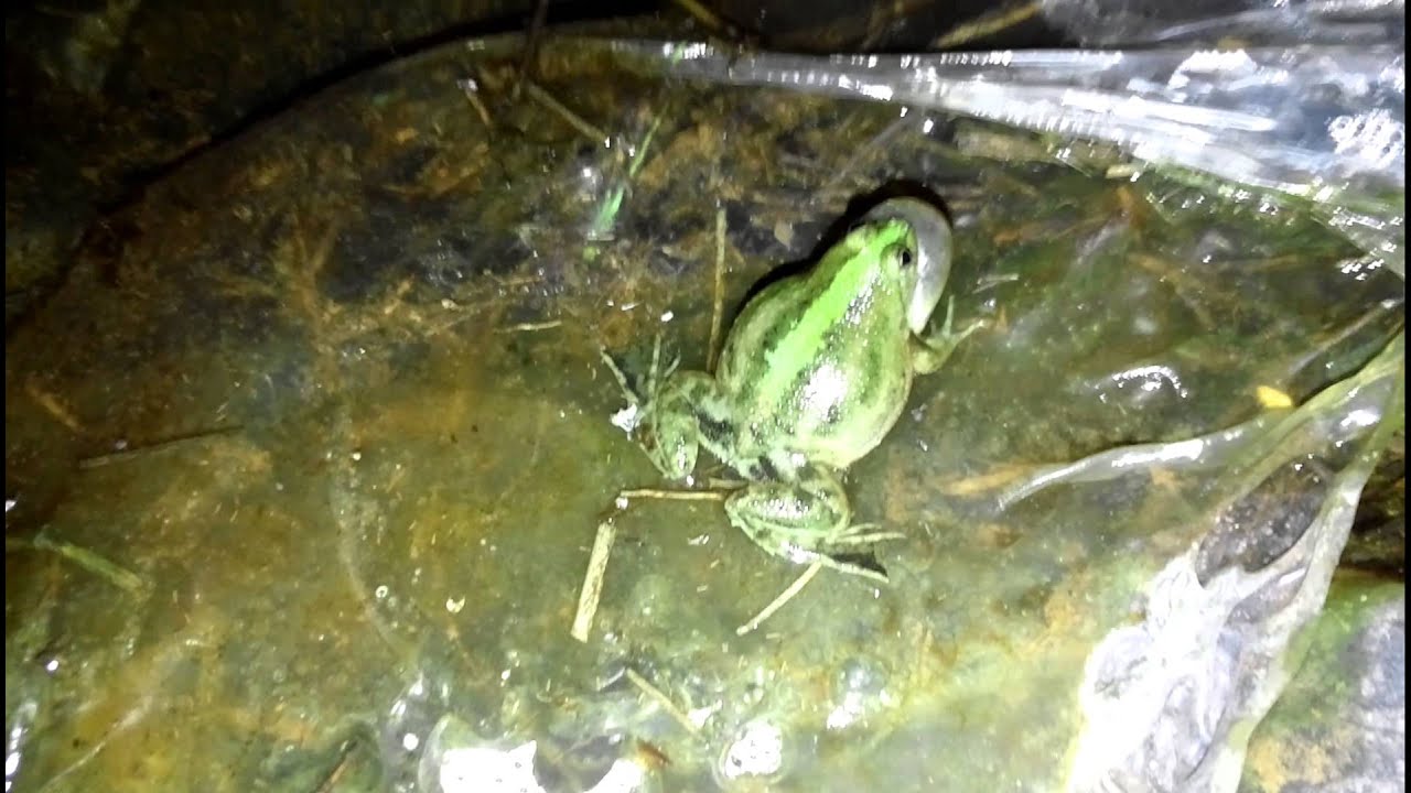 Small Frog scream (កូនក្អាត់យំ) - YouTube