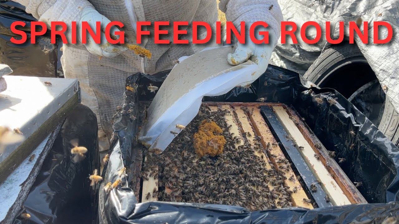 Spring feeding round - YouTube