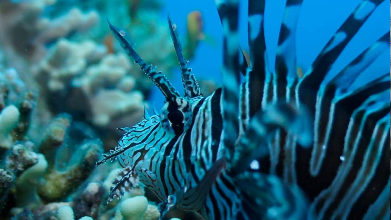 DIVING IN THE RED SEA WITH ABYSUB 67 - YouTube