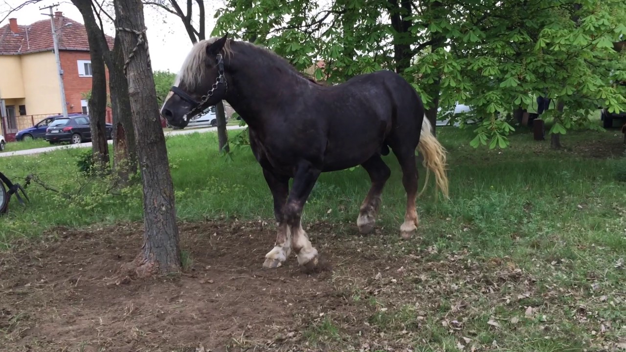 Straparijada Stepanovicevo 2017 - YouTube