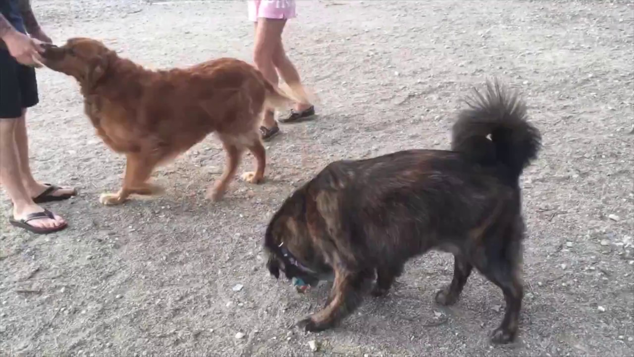 Dog/Human Friendly Greeting - YouTube