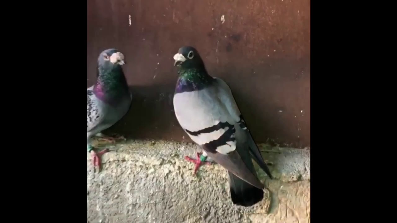 Palomas mensajeras cubanas - YouTube