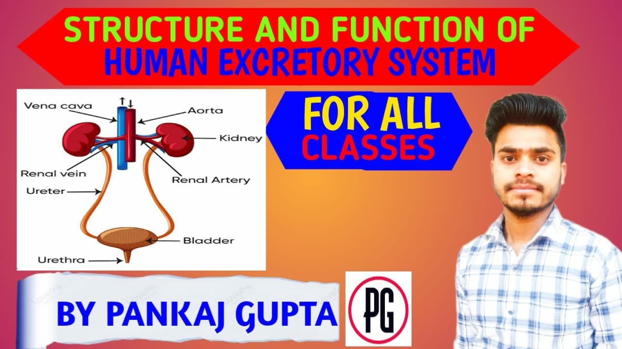 STRUCTURE AND FUNCTION OF HUMAN EXCRETORY SYSTEM| CLASS -7;8;9;10 ...