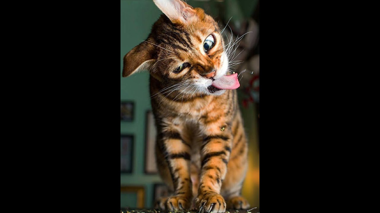 смешных котов. Kulguli mushuklar .Cat - YouTube