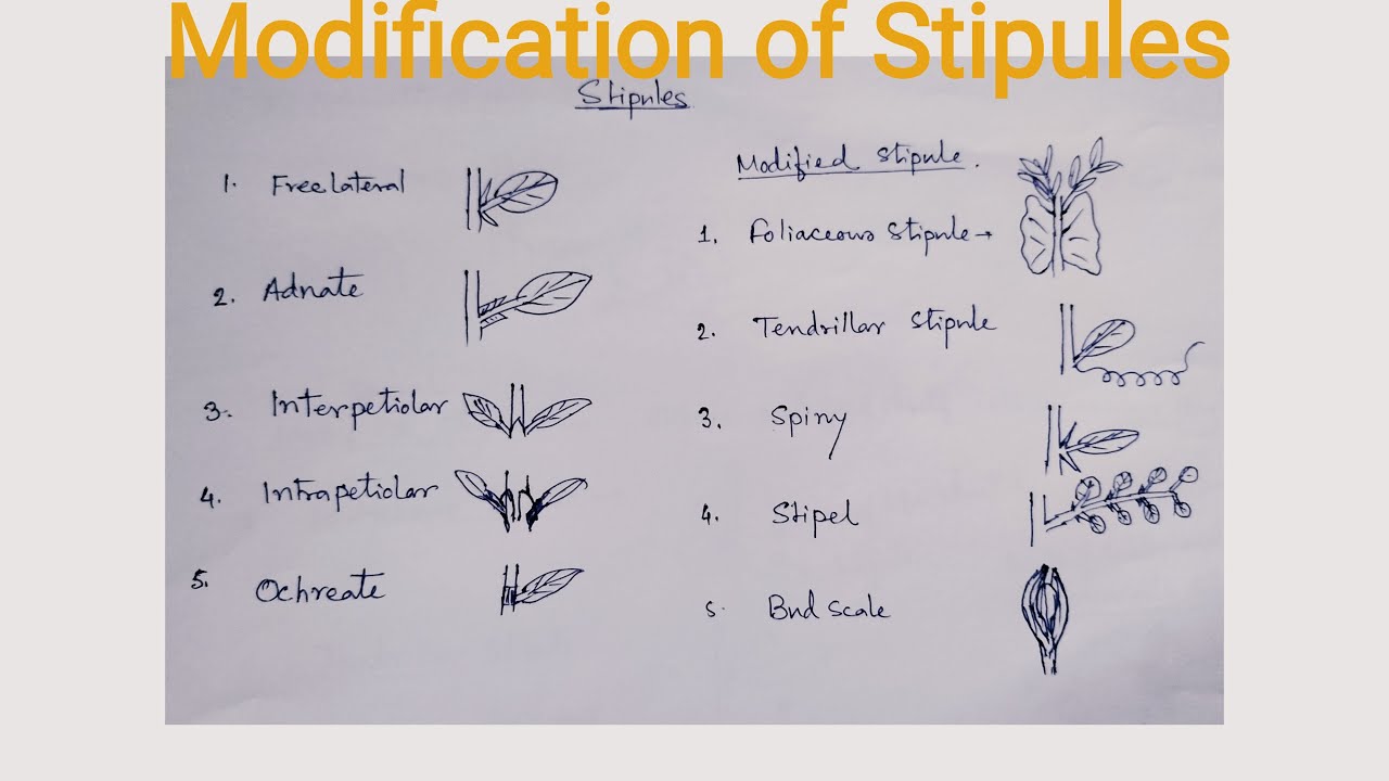 STIPULES AND IT'S MODIFICATIONS - YouTube