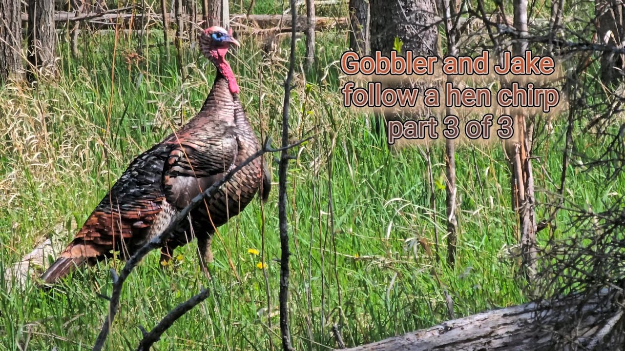 Gobbler and Jake follow a Hen Chirp (part 3) - YouTube