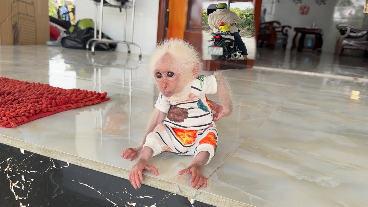 Monkey ZiZi anxiously waited for Dad to return from taking monkey ...