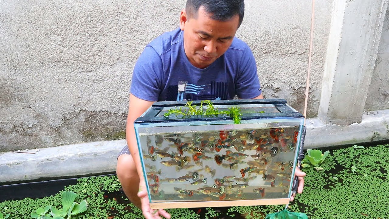 How to Produce Thousands of Different Varieties of GUPPIES - YouTube