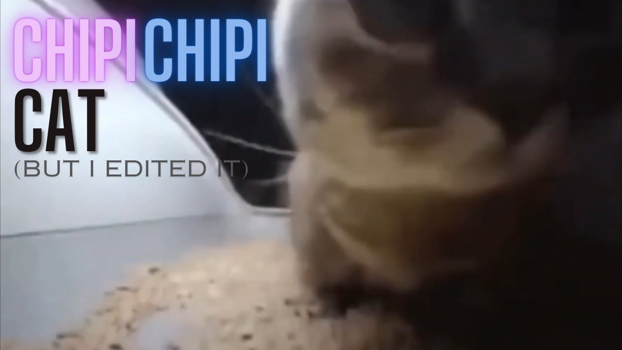 | Chipi Chipi cat | (but i edited it) - YouTube
