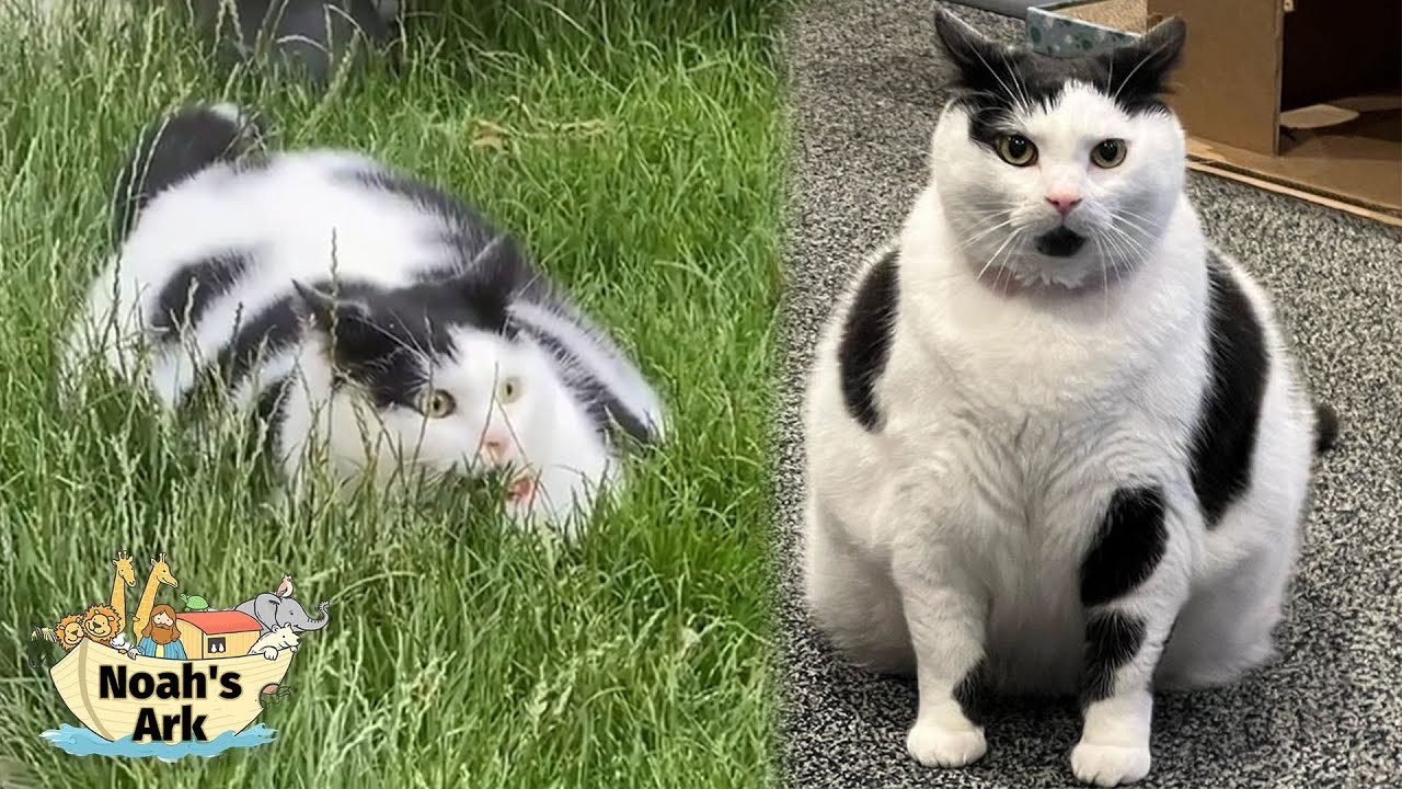 A Cat Cow Grazes in a Meadow and Eats a Lot of Food - YouTube