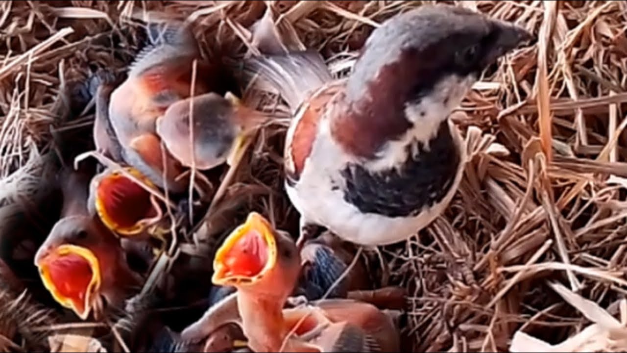 All the baby birds are screaming, very hungry for food - YouTube
