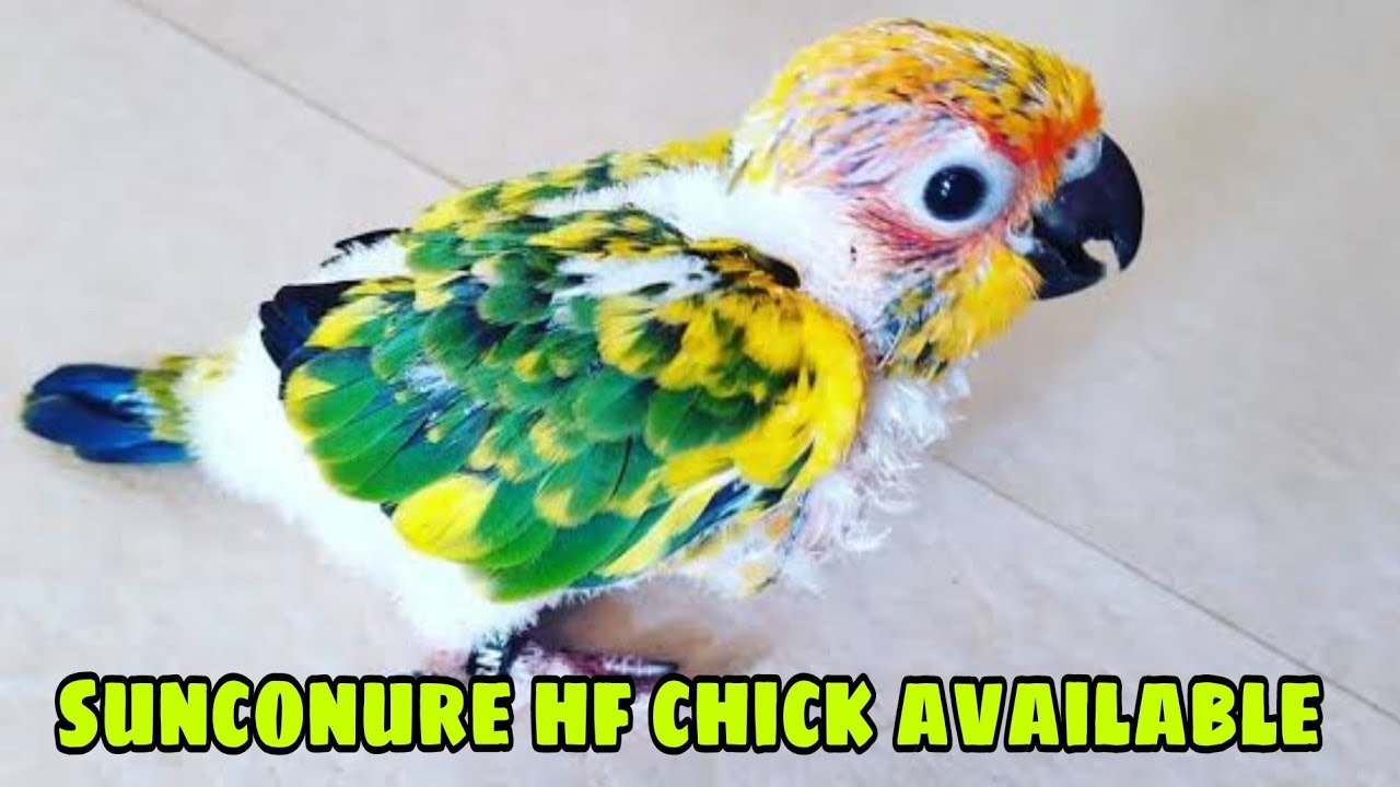 sun conure hf chick available 8610516325 - YouTube